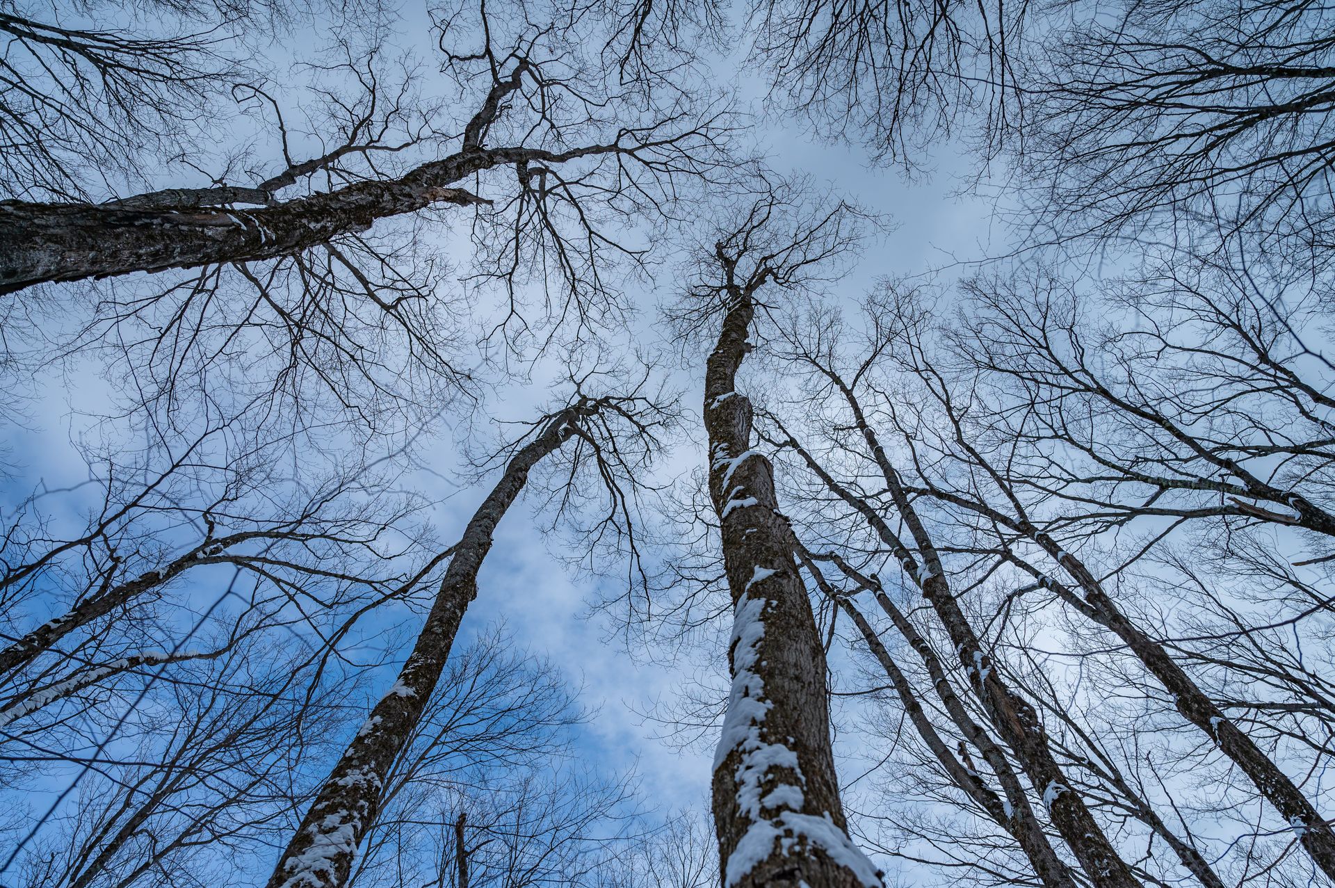 Vermont Maple - award winning, wood-fired maple syrup